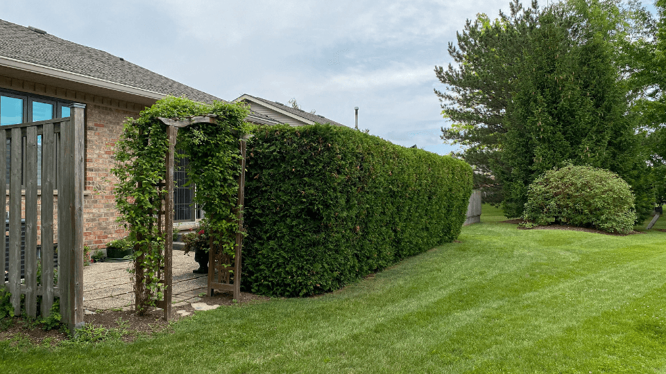 4 Ideas to Elevate Your Condo's Backyard Landscaping